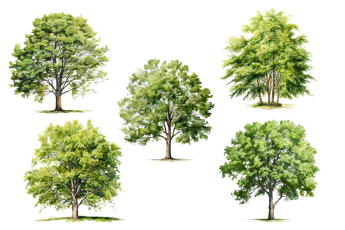 Watercolor clipart, Digital tree png, an Object Graphic by ...