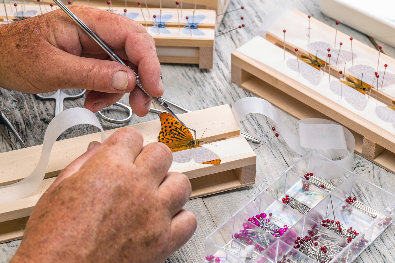 Man spread a butterfly featuring insect, collection, and spread, an ...