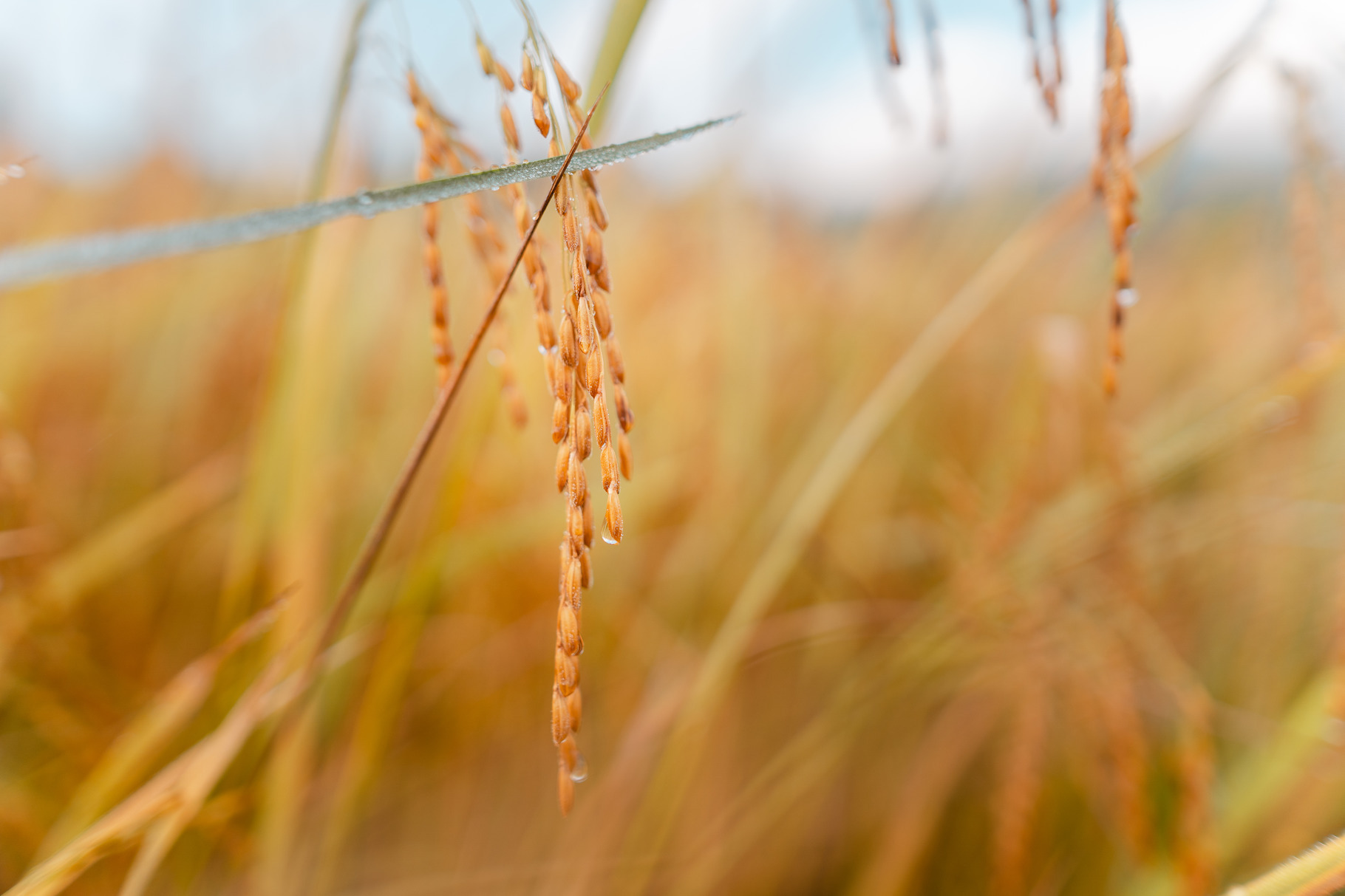 Golden rice fields in the morning before harvesting | Nature Stock ...