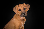 Rhodesian ridgeback pup portrait featuring african lion hound ...
