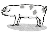 Gloucestershire Old Spots Pig Breed, a Photo by patrimonio