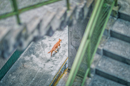 Looking Forward, an Animal Photo by Gorma Kuma