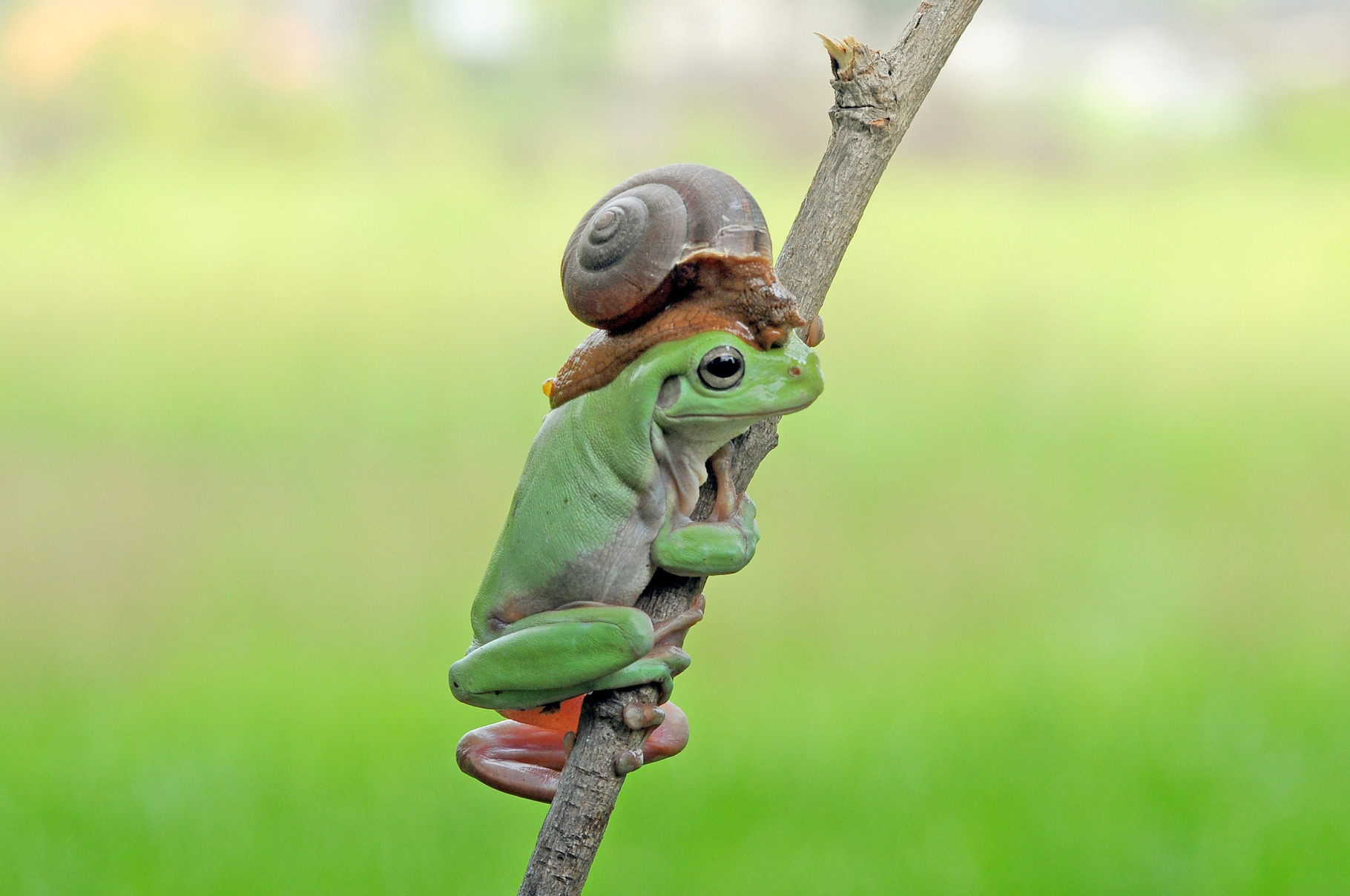 frog, snail, | Animal Stock Photos ~ Creative Market