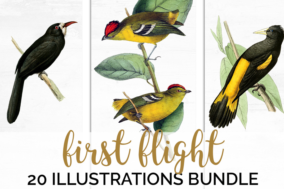 Bird Bundle (100 Birds), an Illustration by Enliven Designs