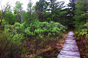 Bridge Through Forest Marsh, a Nature Photo by RM Photos and Art
