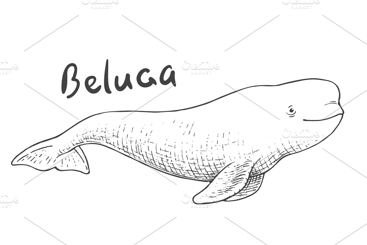 Whale beluga isolated on white, an Animal Illustration by Galacticus | Creative Market