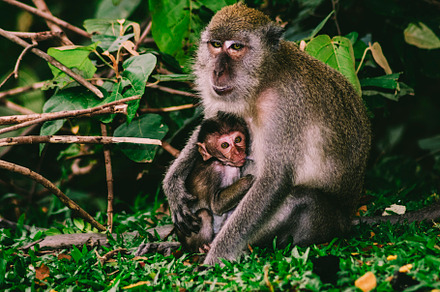 Monkey stock photo | Animal Stock Photos ~ Creative Market