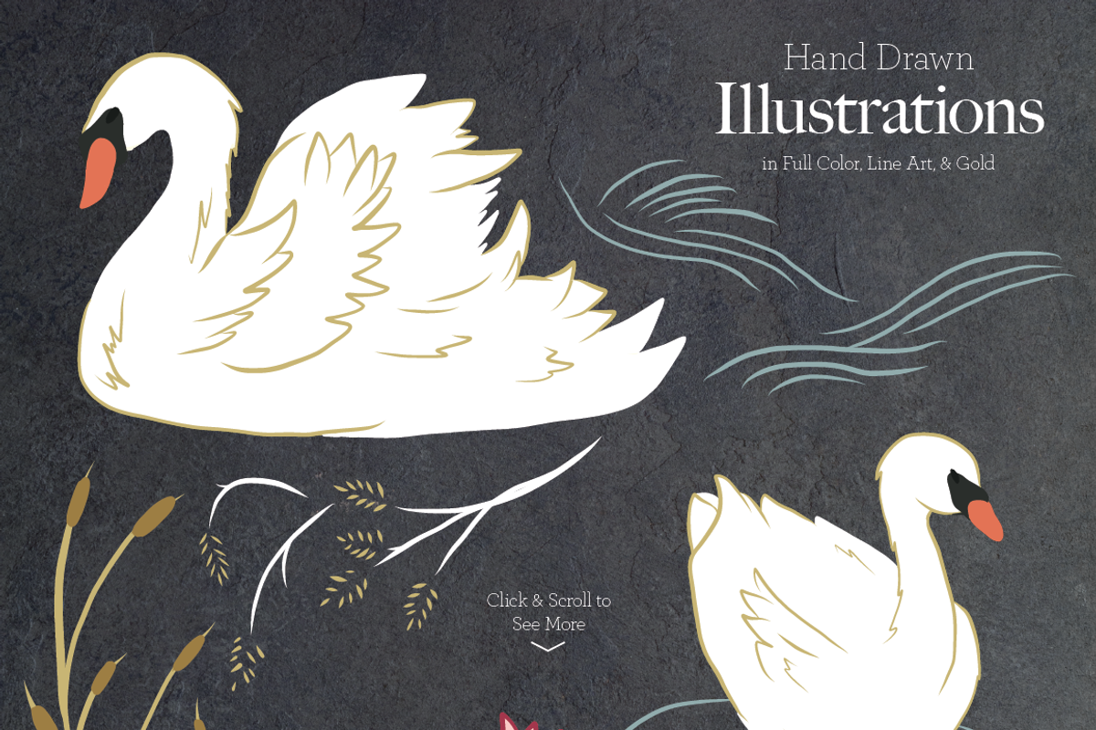 Fancy Swan Collection, a Texture Illustration by DesignsByMissM ...