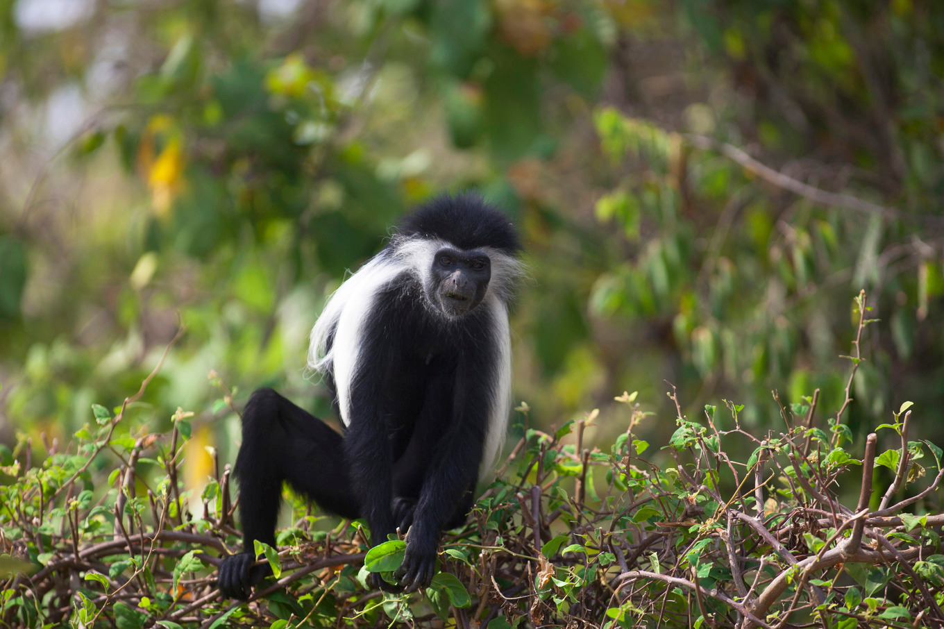 Colobus monkey featuring colobus monkey, monkey, and colobus, an Animal ...