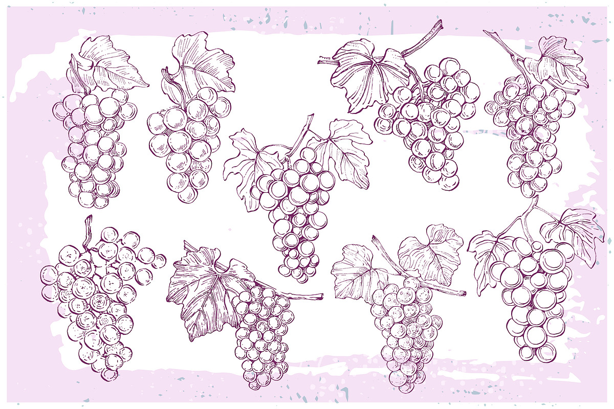 Grape sketch illustration, a Food Illustration by Samira