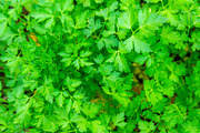 parsley texture background. the, a Nature Photo by darksoul72