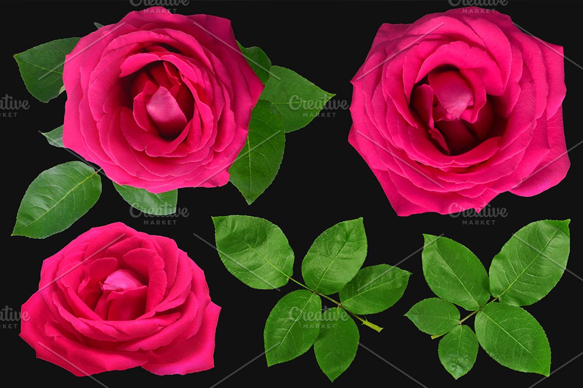 Rose Element Set, a Nature Photo by Elena Lux