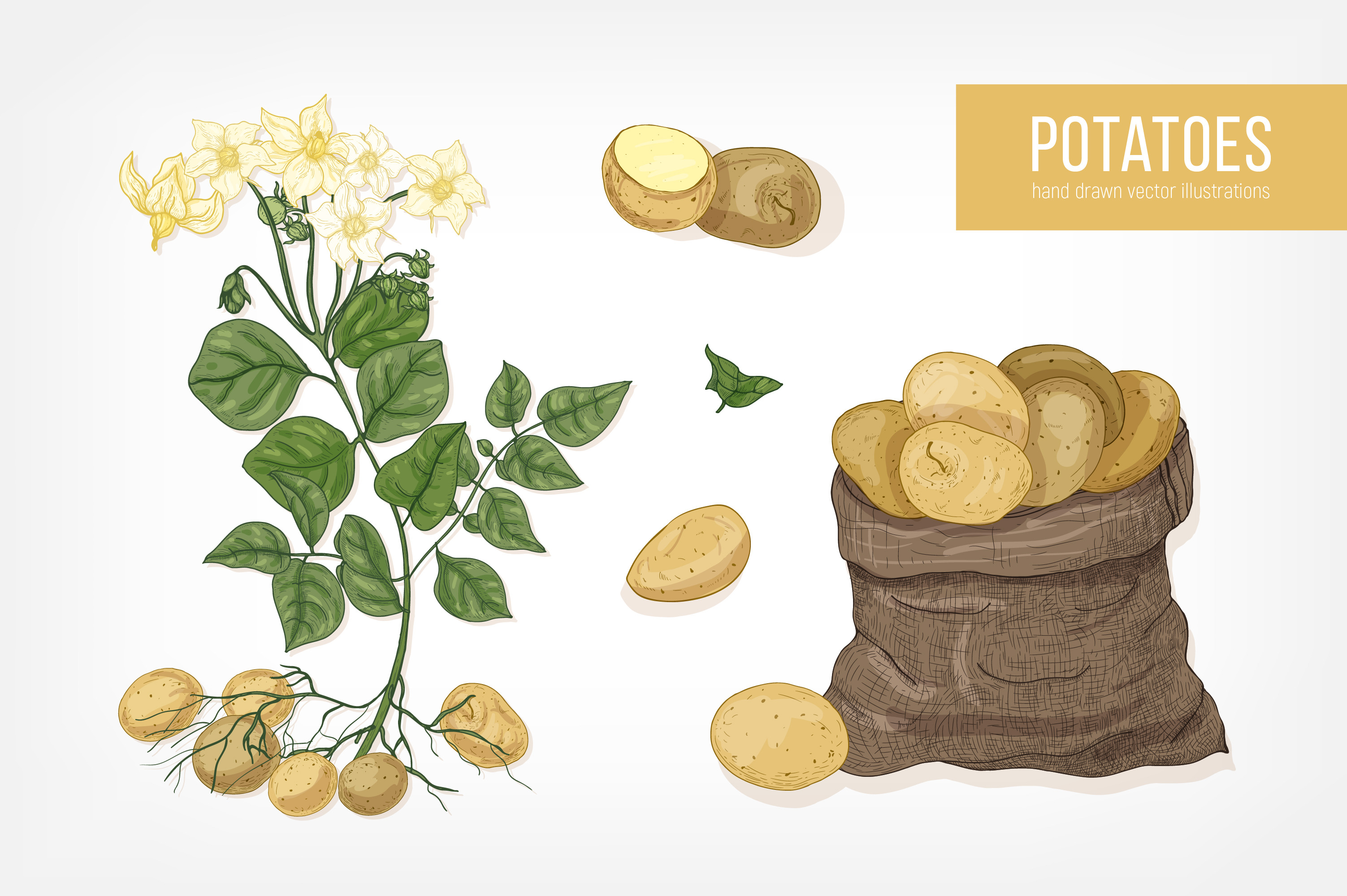 Potato set, a Decorative Illustration by Good Studio | Creative Market