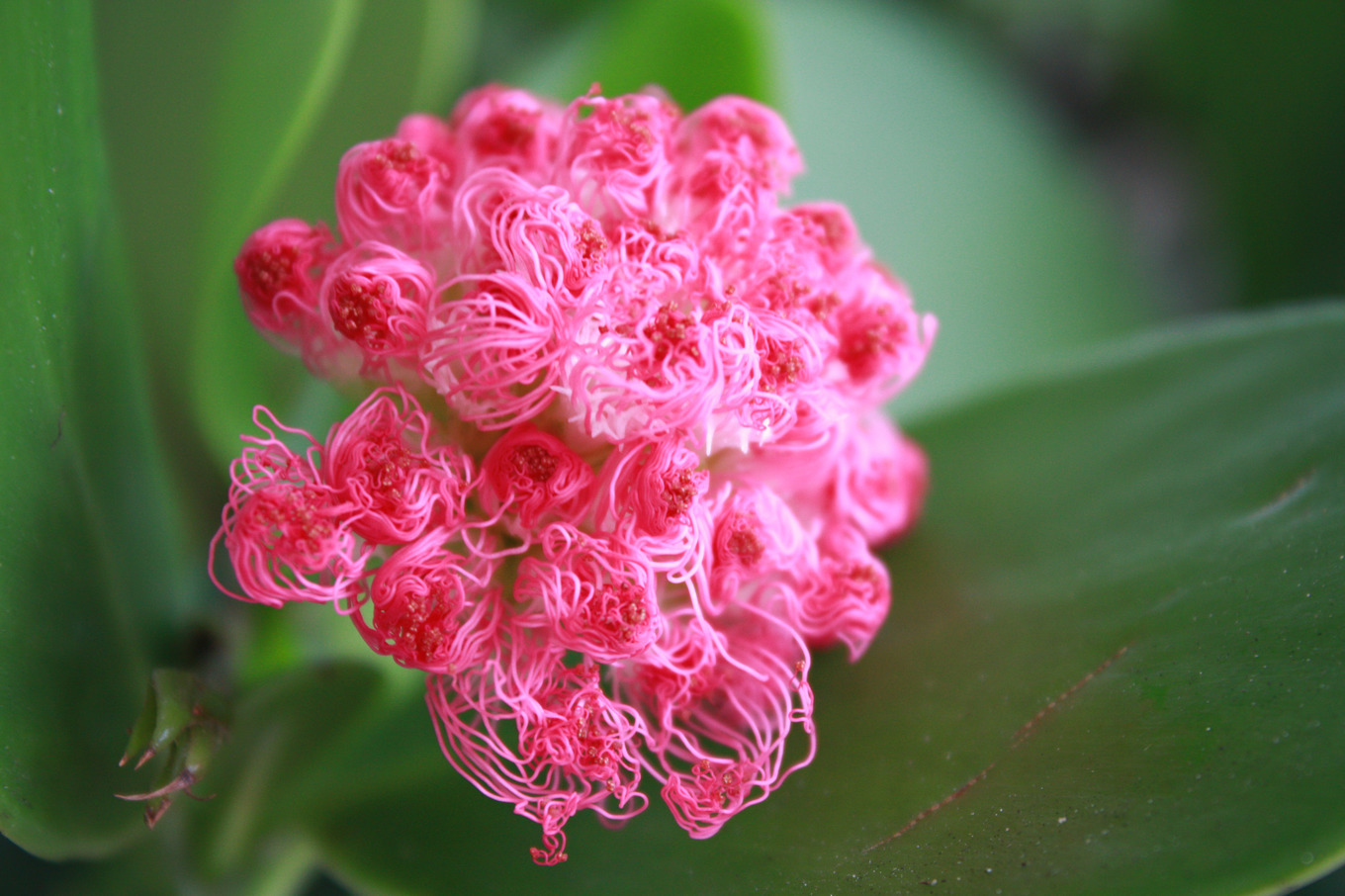 Squiggly Flower Blossom, a Nature Photo by The Free Creatives