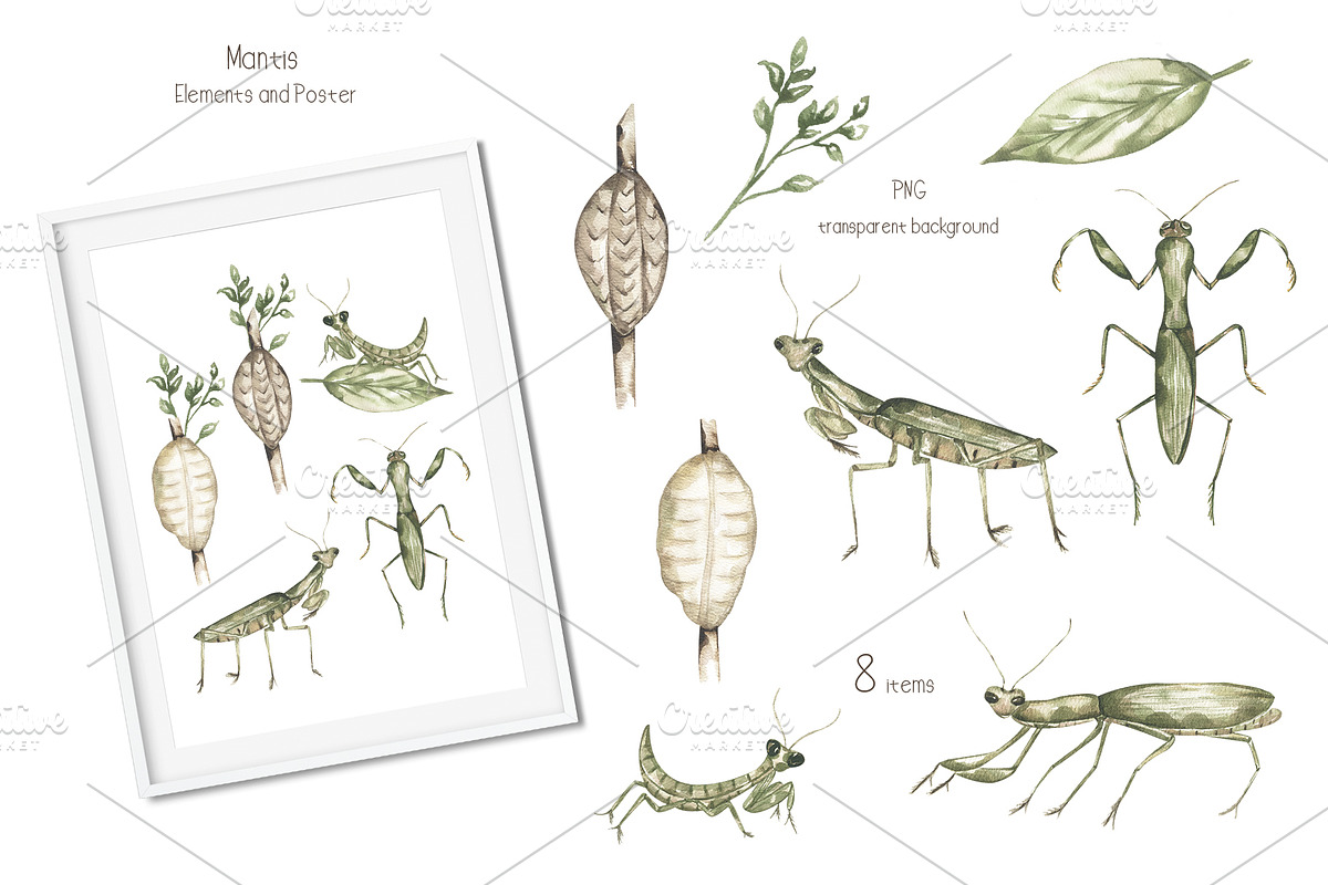 Watercolor Insects Life Cycle, an Education Illustration by MayaNavits ...