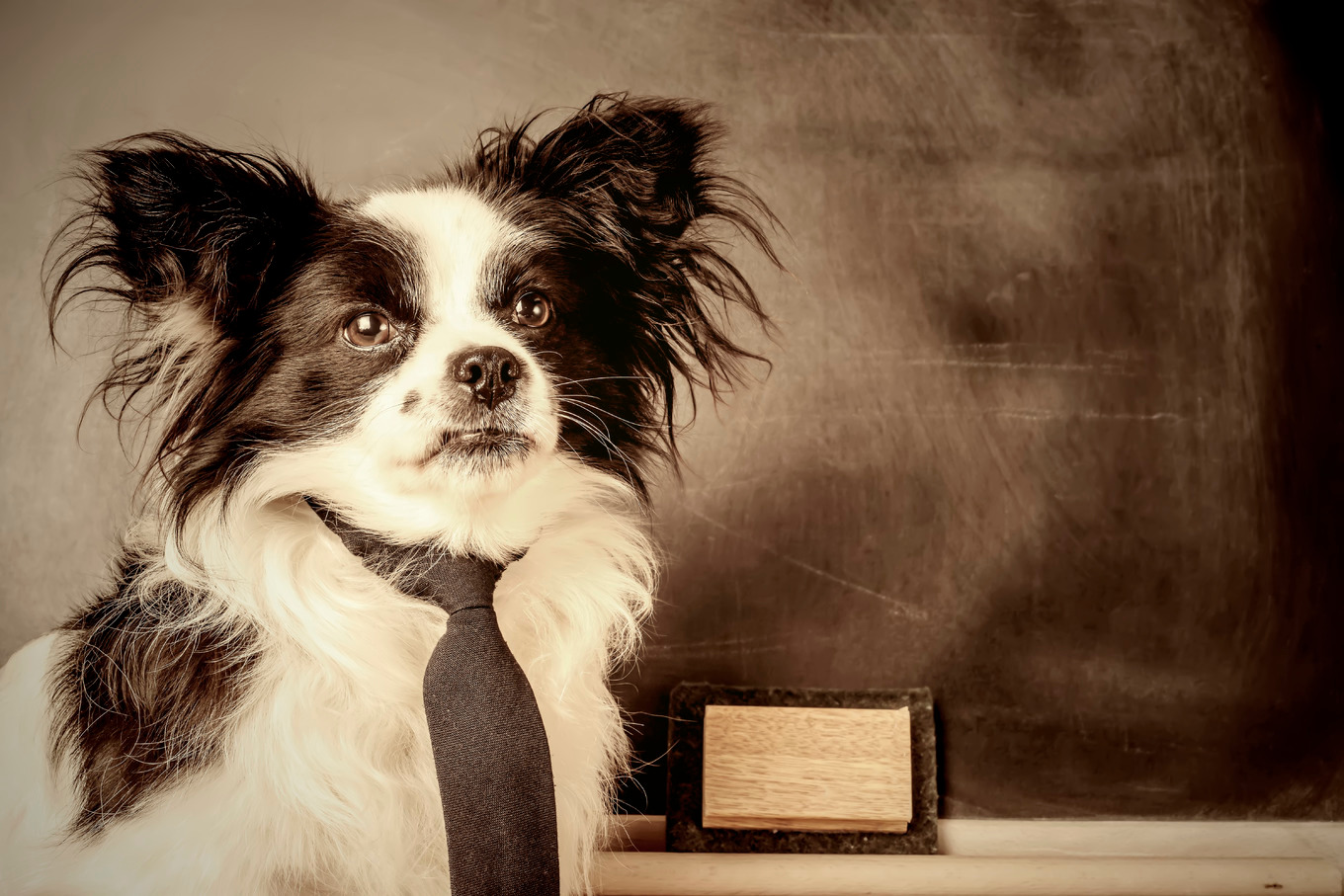 Dog as a school teacher containing dog, school, and teacher, a School ...