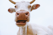 White Cow Closeup Wink, an Animal Photo by ccestep8