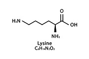Lysine molecular structure. Lysine, an Education Illustration by GraphiShop