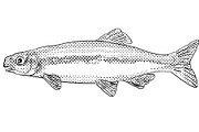 bluntnose minnow or Pimephales notatus Freshwater Fish Drawing, an ...
