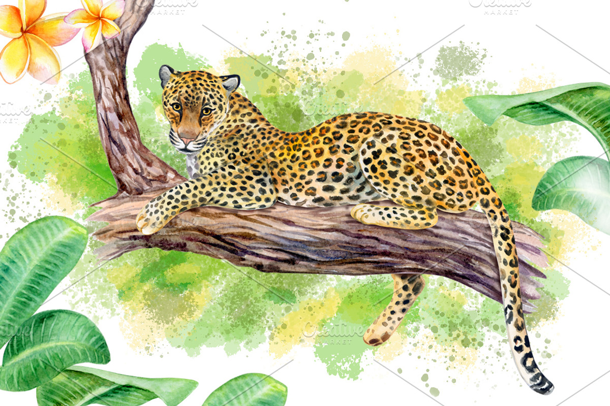 Watercolor. Leopards. Wild cats, an Animal Illustration by Watercolor ...