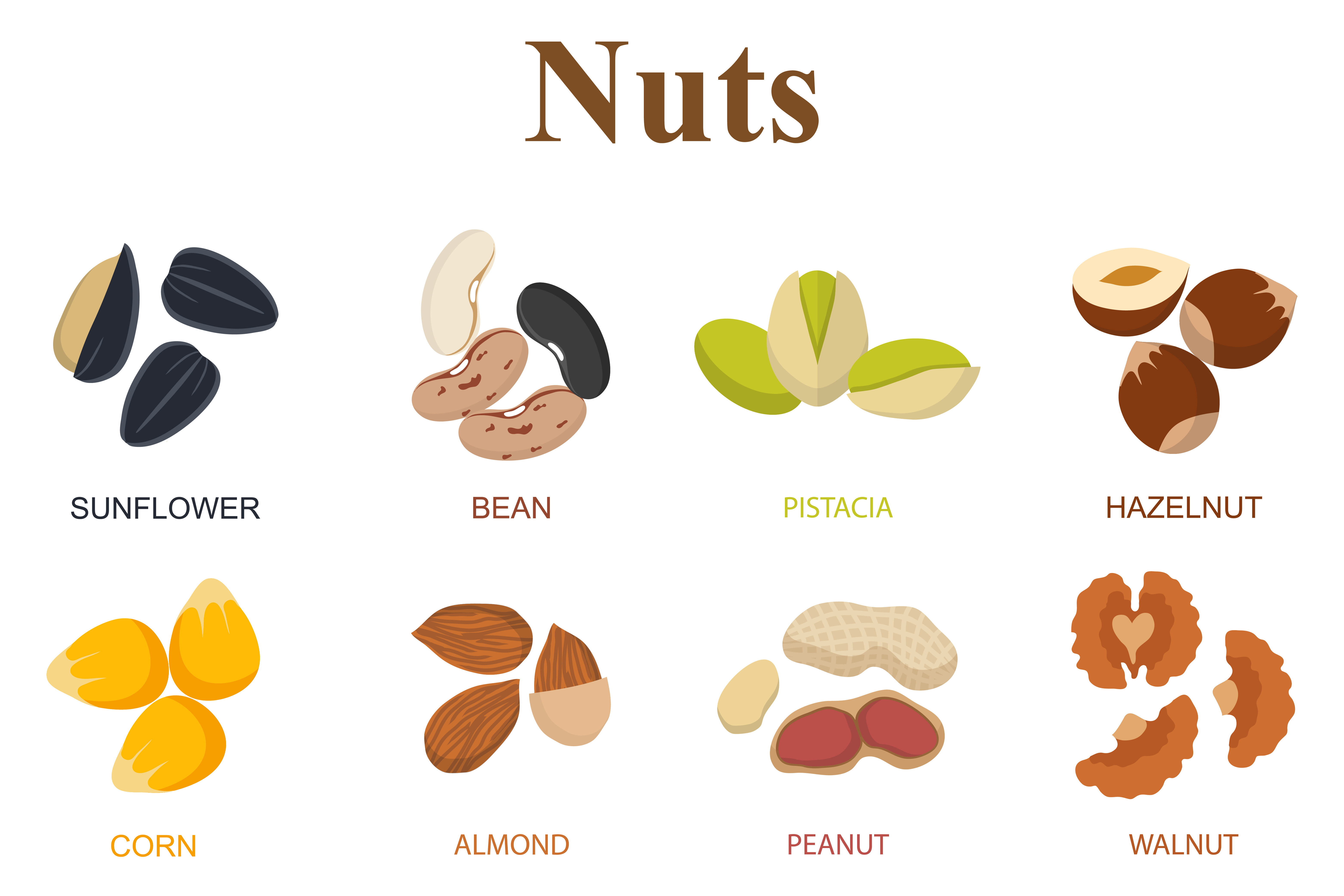 Set of eight different types nuts, an Object Graphic by vivat