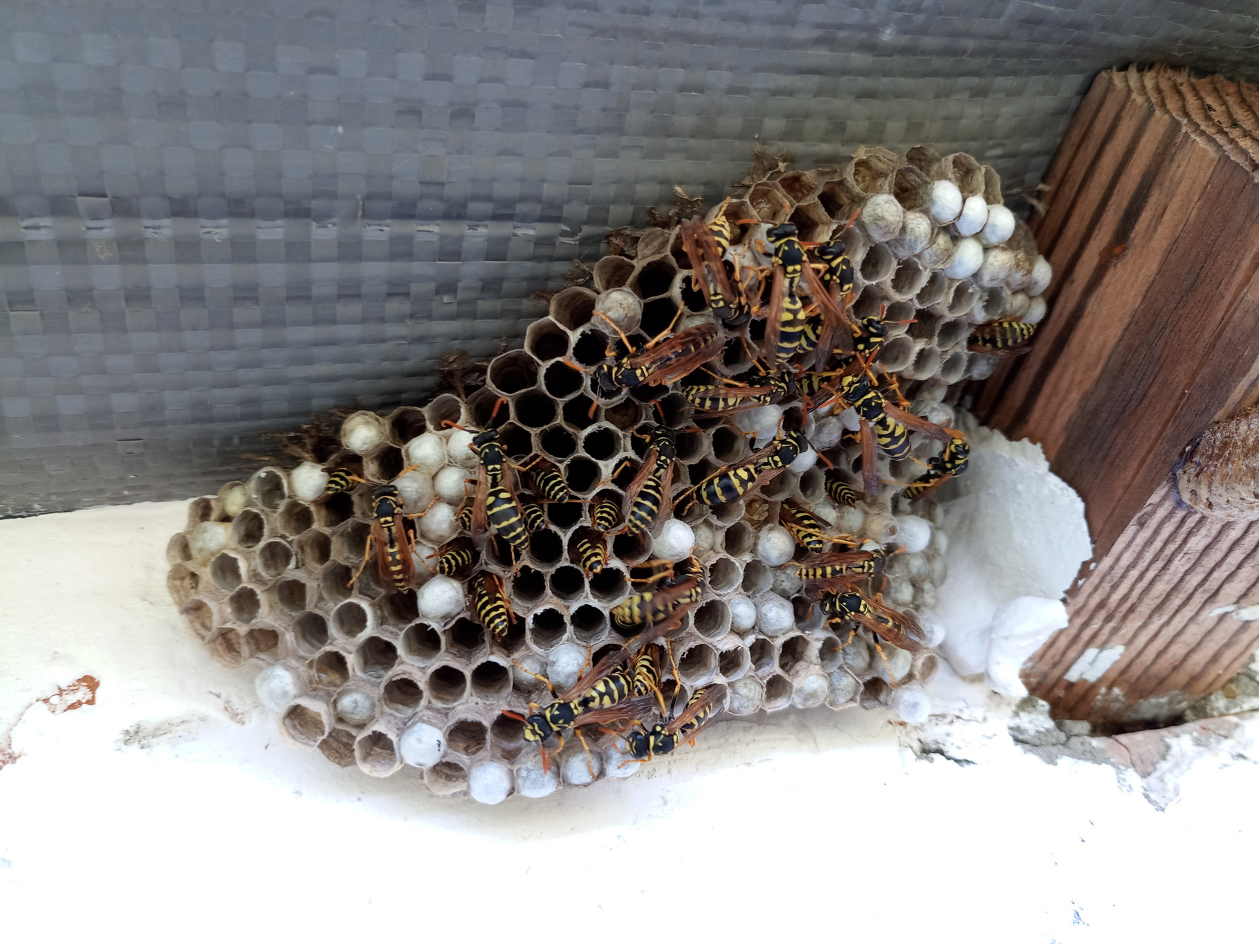 Nest of wasps polystyles under the r featuring nest, wasps, and family ...