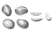 Mango Black & White Pencil Drawing, an Illustration by Anna Repp ...