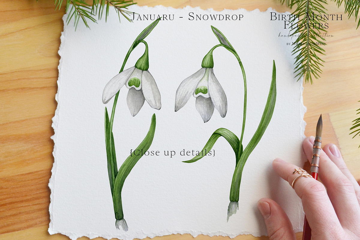 Snowdrop Birth Month Flower Clipart, an Illustration by Ksenia Shmakova