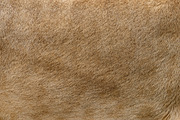Closeup real lion fur texture, an Animal Photo by Byrdyak