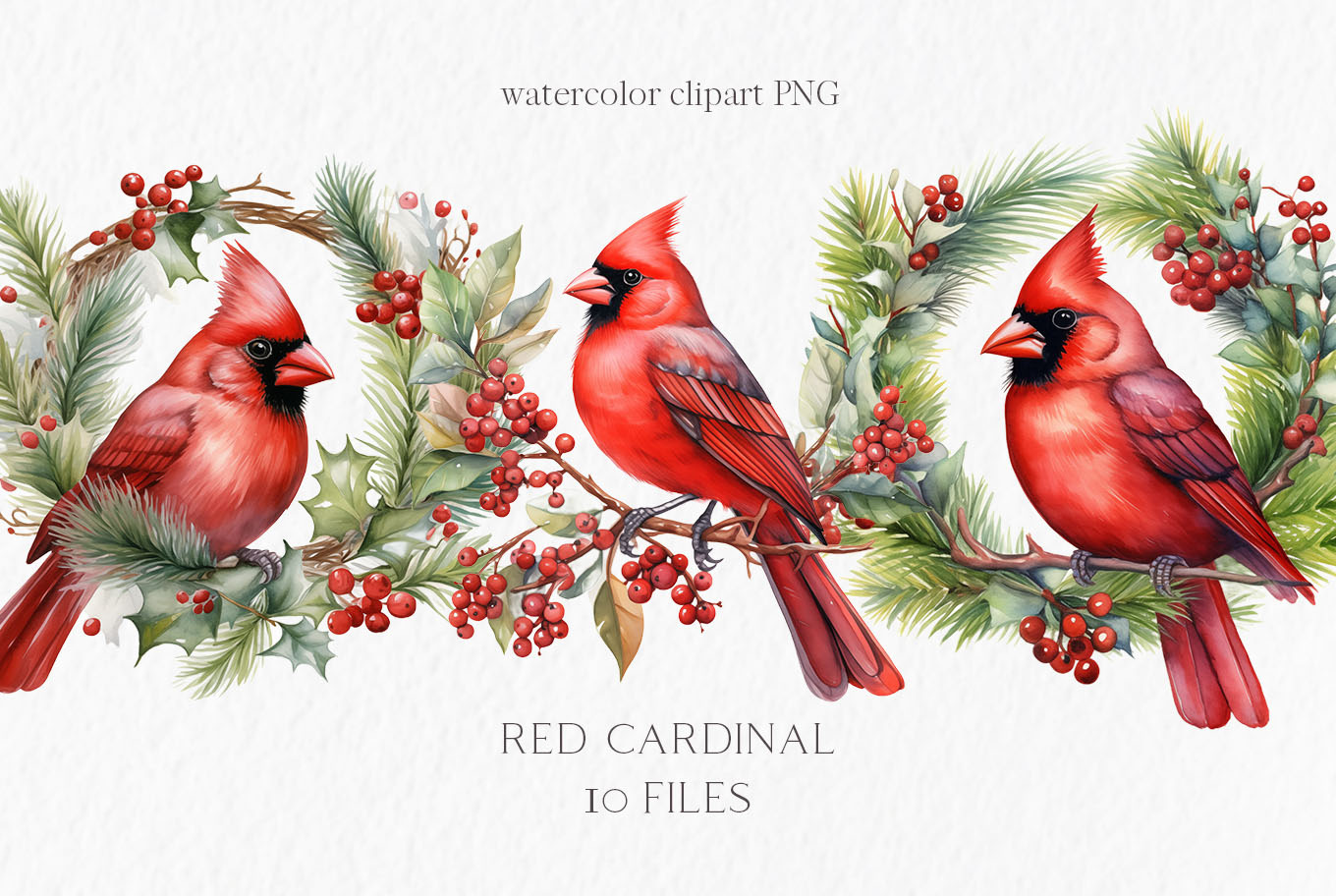 Red cardinal bird clipart PNG, an Object Graphic by MyLittleMeow