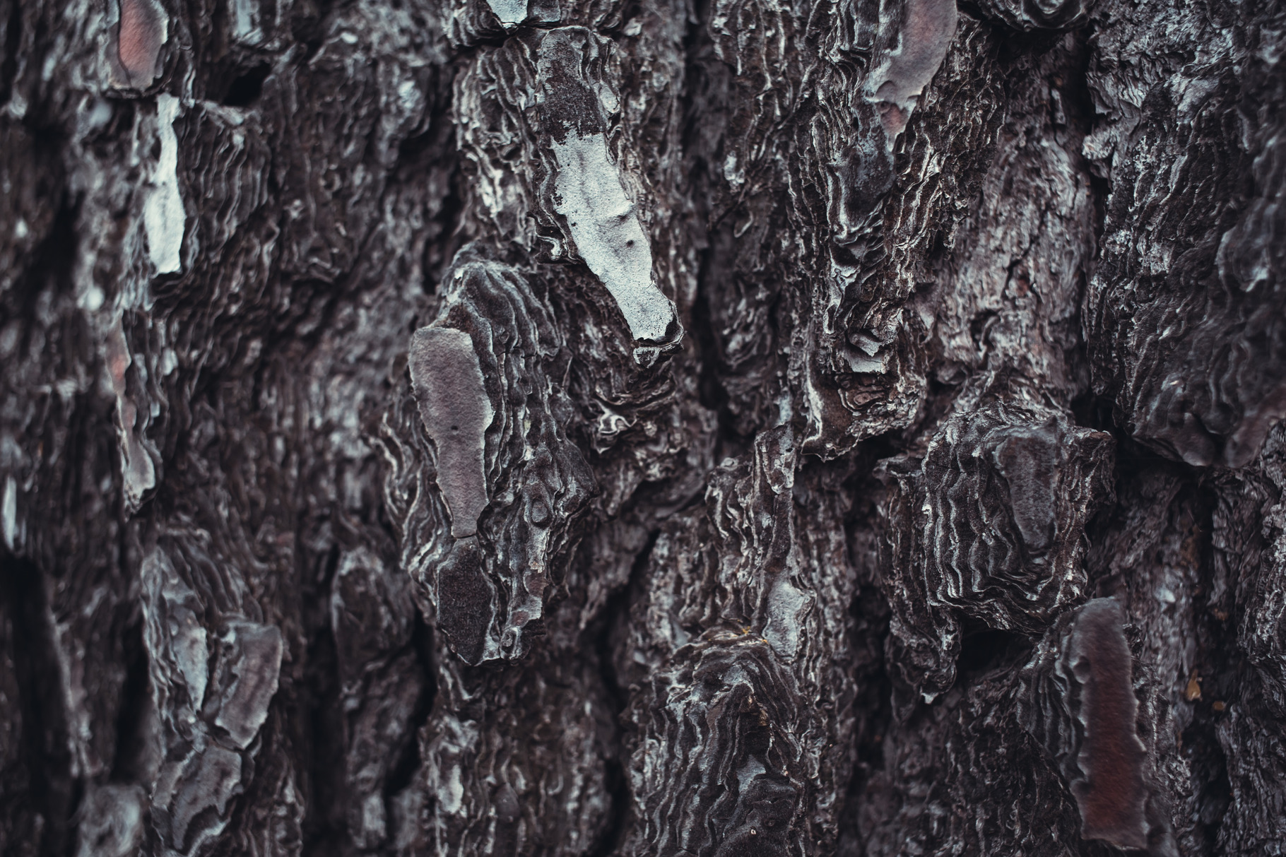 Rustic Bark Close up photograph | Nature Stock Photos ~ Creative Market
