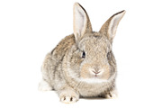 Rabbit on a white background containing rabbit, bunny, and isolated ...