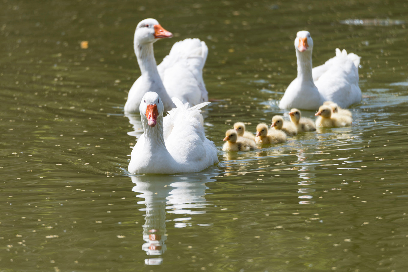 Common ansar anser anser featuring common ansar, anser anser, and ...