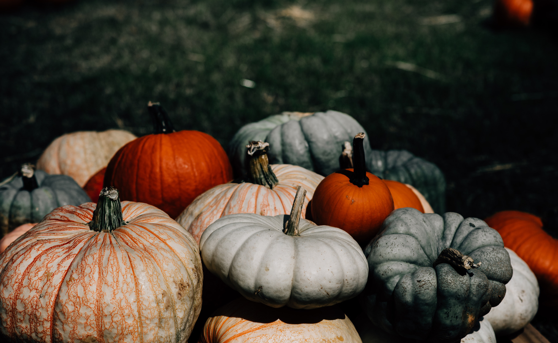 Fall pumpkins farmers market stock photo containing food photography ...