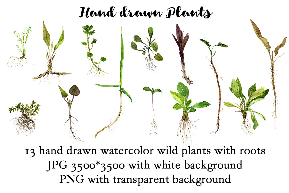 Hand drawn plants, an Illustration by cat_arch_angel
