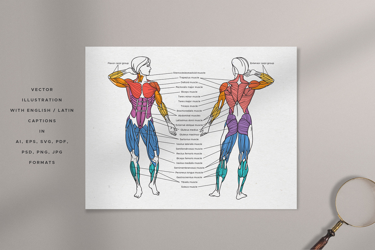 Muscles Of The Human Body, a Graphic by Olga Begak Art & Design