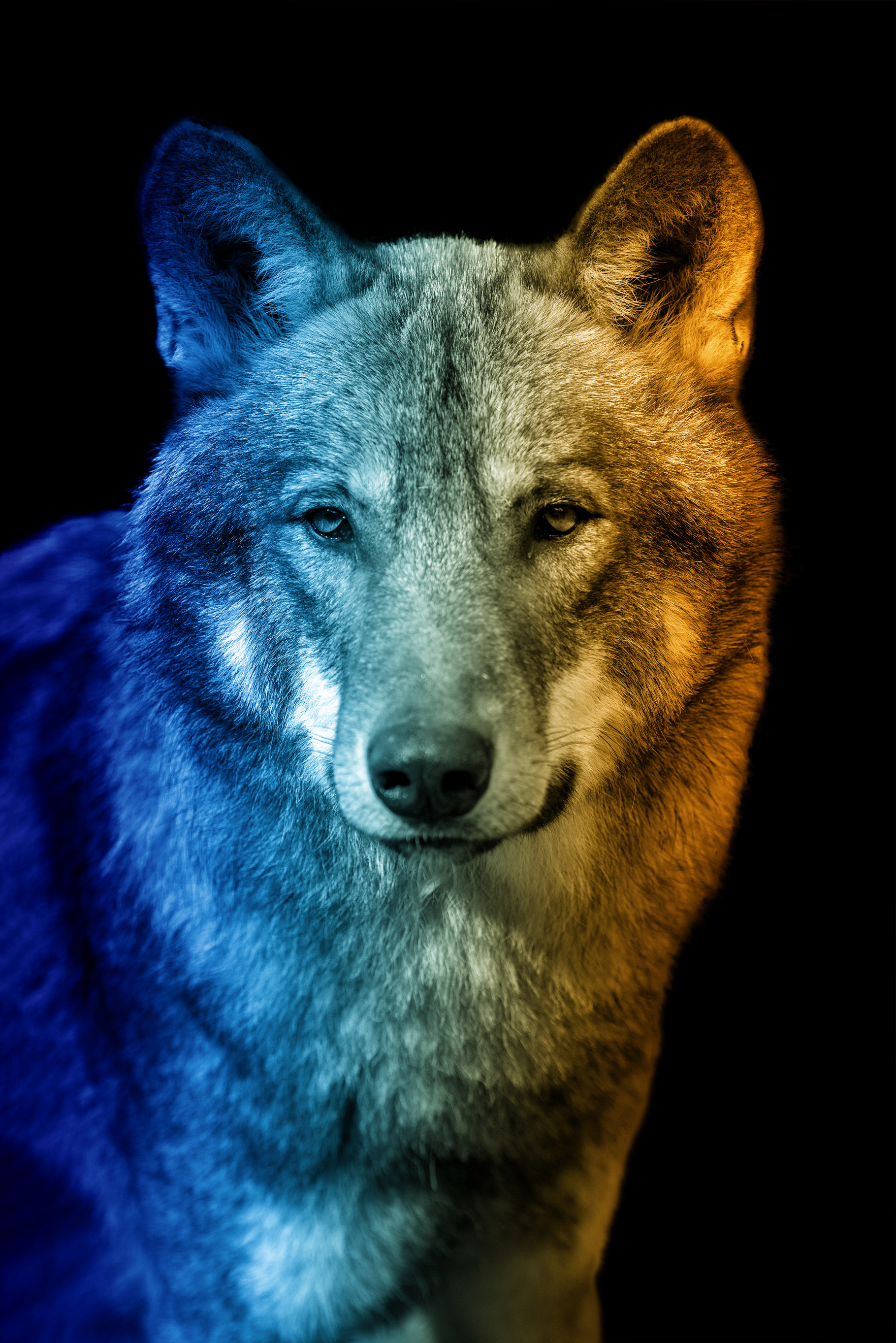 Portrait of wolf in a hot and cold s, a Background Photo by Byrdyak ...