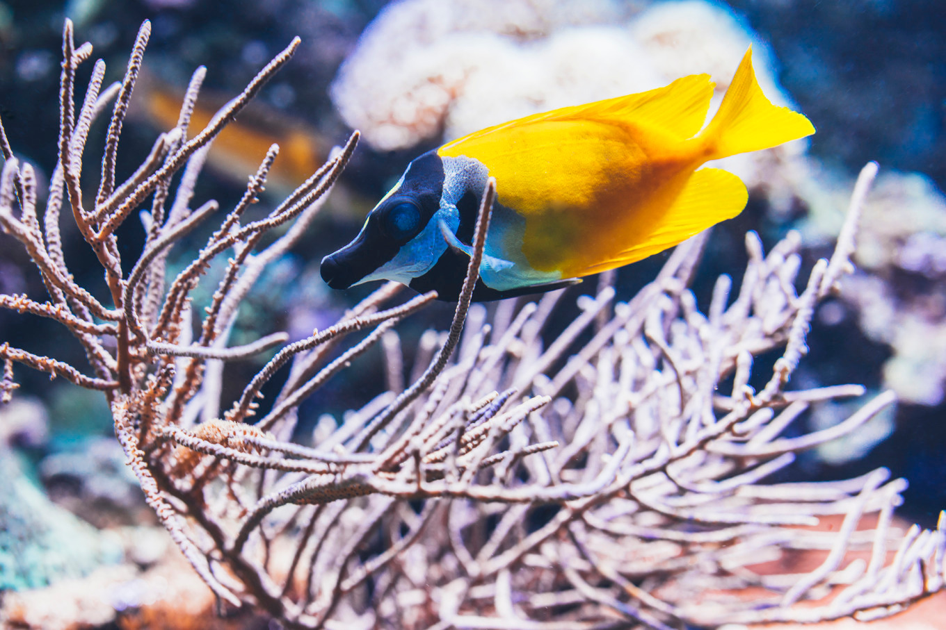 yellow fish in coral, a Nature Photo by A_B_C | Creative Market
