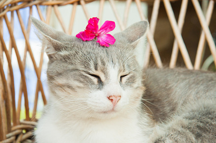 Flower cat, an Animal Photo by TalyaPhoto