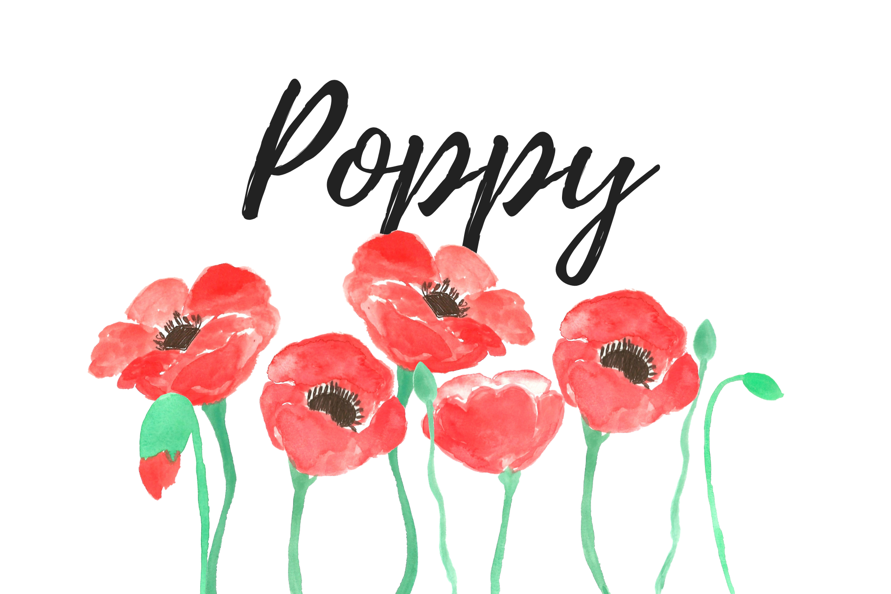 Watercolor Poppy Clipart, an Illustration by Writelovely