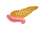 Realistic human pancreas organ | Education Illustrations ~ Creative Market