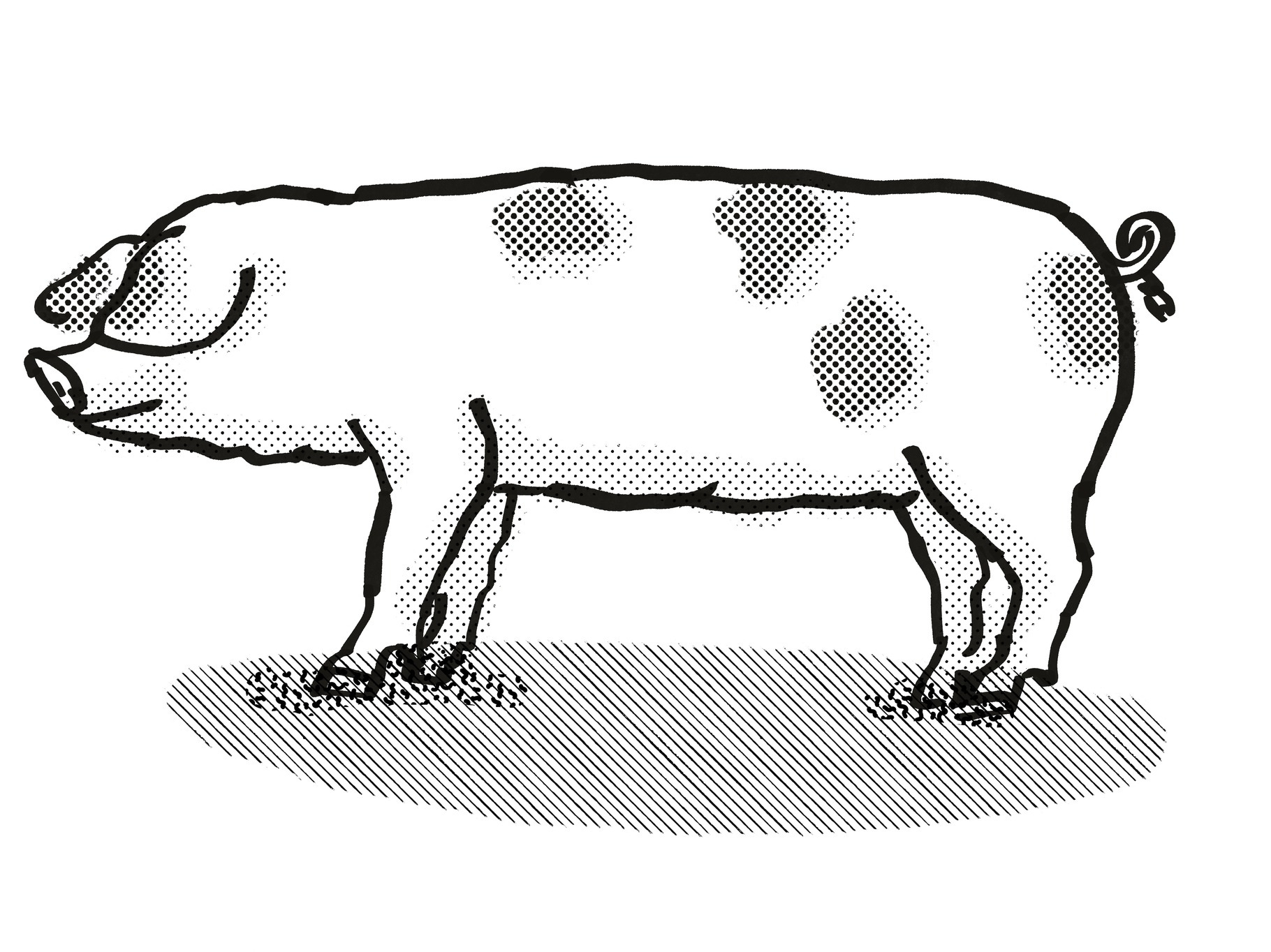 Gloucestershire Old Spots Pig Breed, a Photo by patrimonio