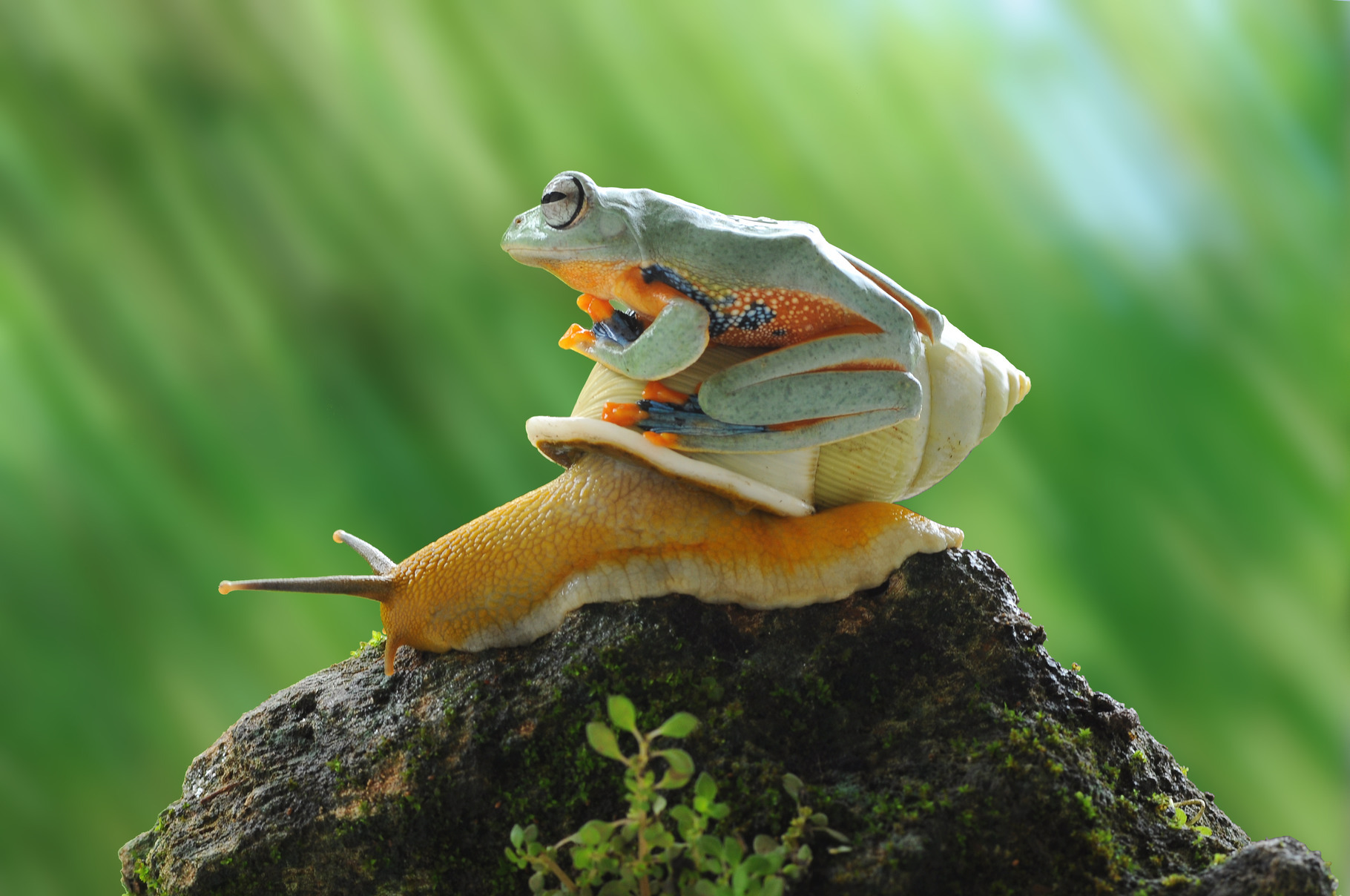 frog, snail,, an Animal Photo by andri_priyadi