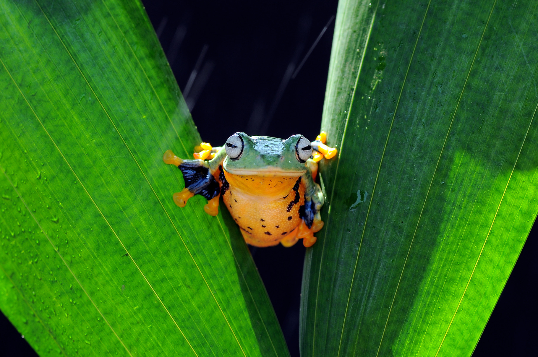 Flying frog frogs tree frog containing flying frog, frogs, and tree ...