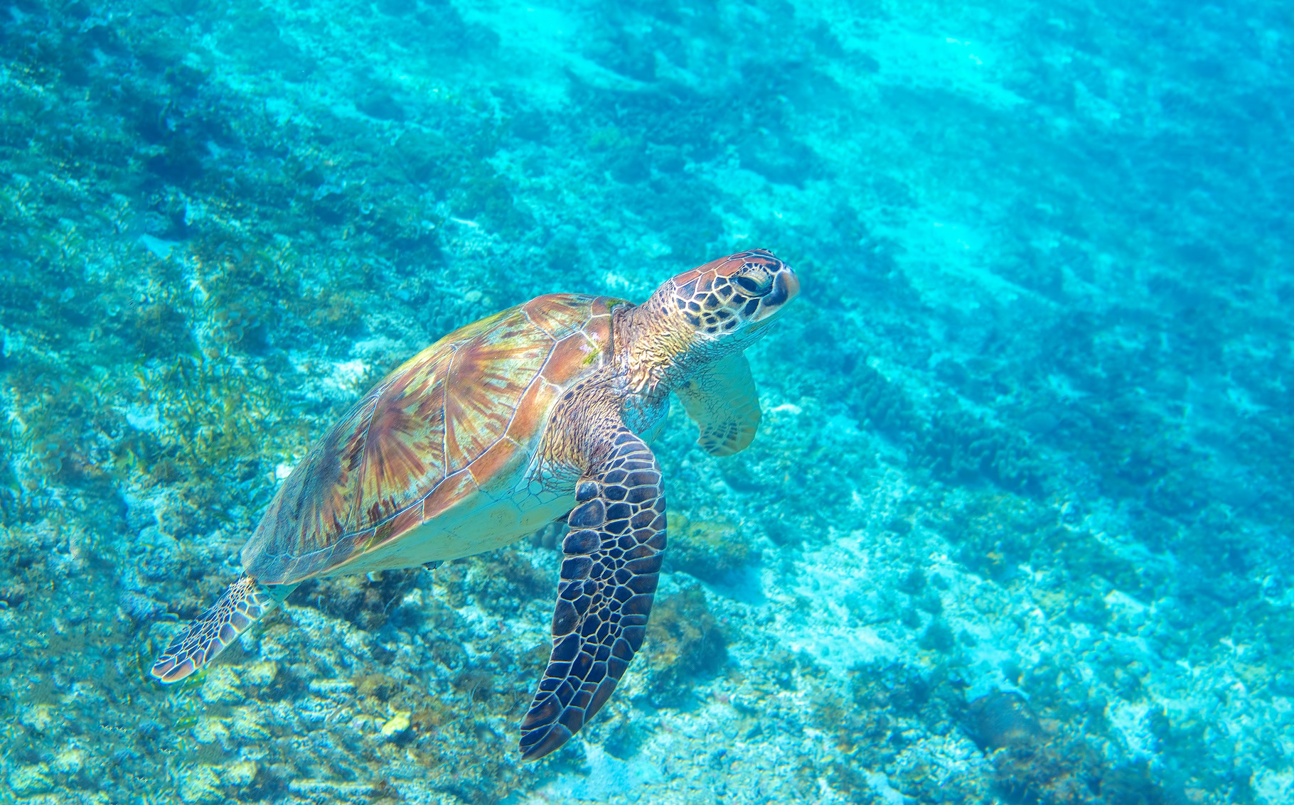Cute sea turtle in blue water, an Animal Photo by Davdeka | Creative Market