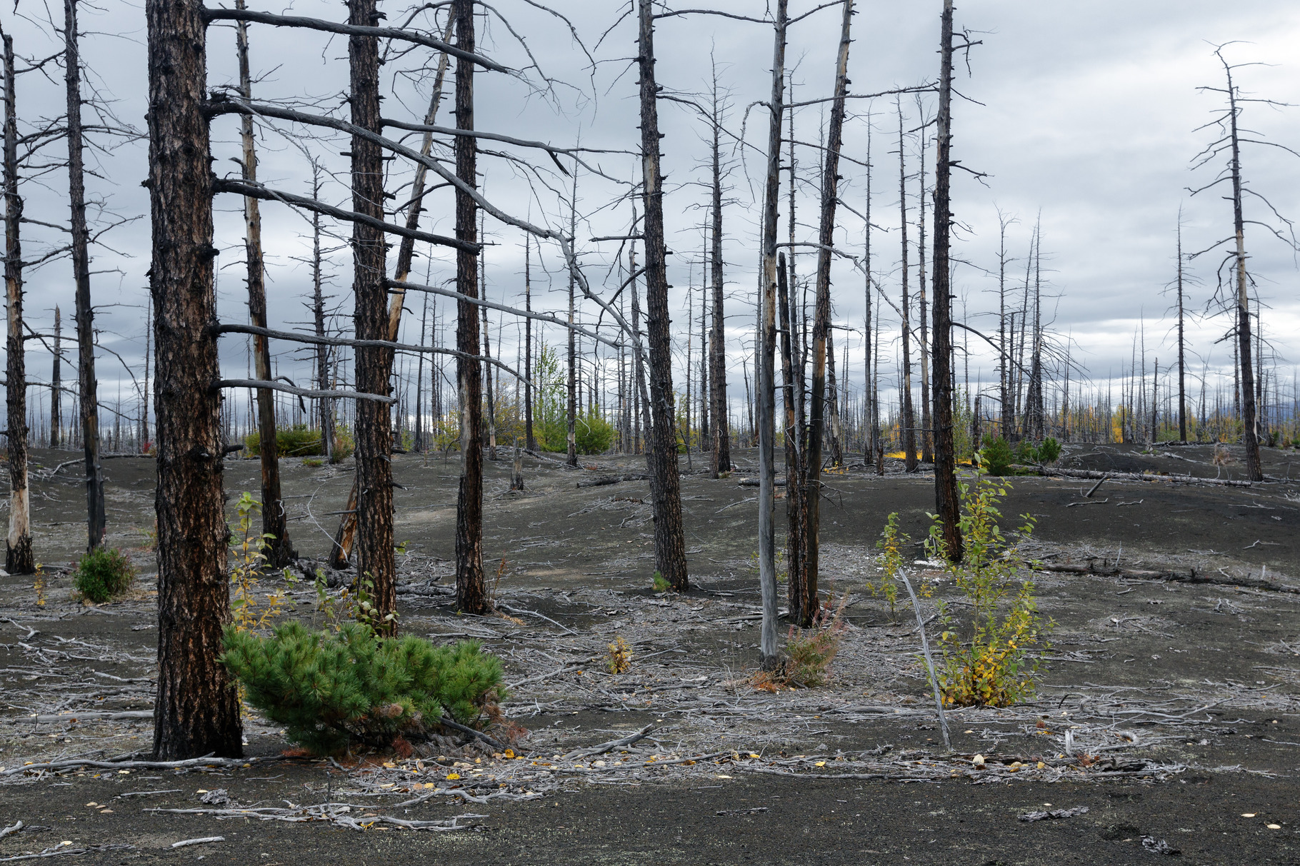 Burnt tree in Dead Forest Dead Wood, a Nature Photo by Alexander-Piragis