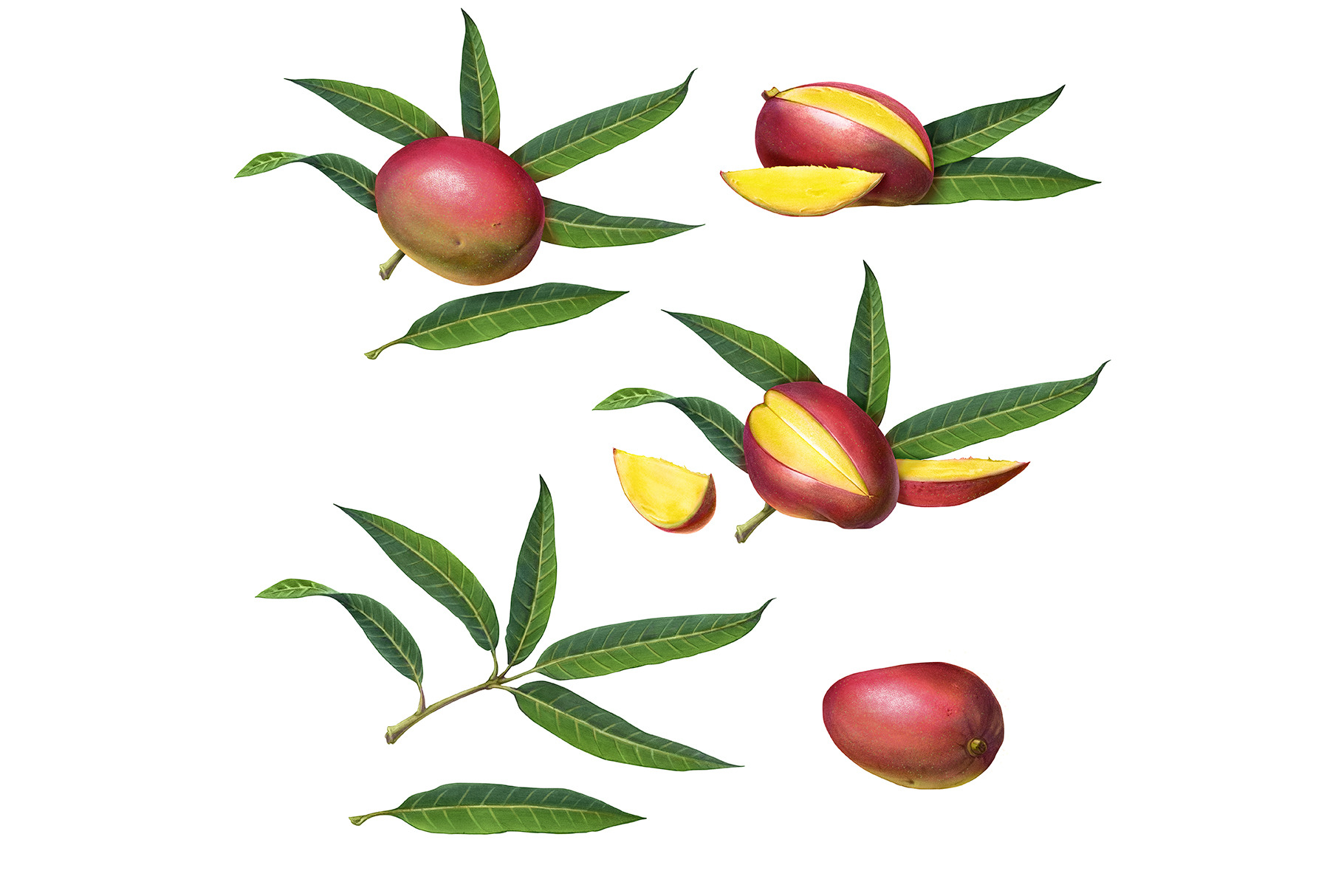 Mango Color Pencil Drawing, a Food Illustration by Anna Repp Illustration