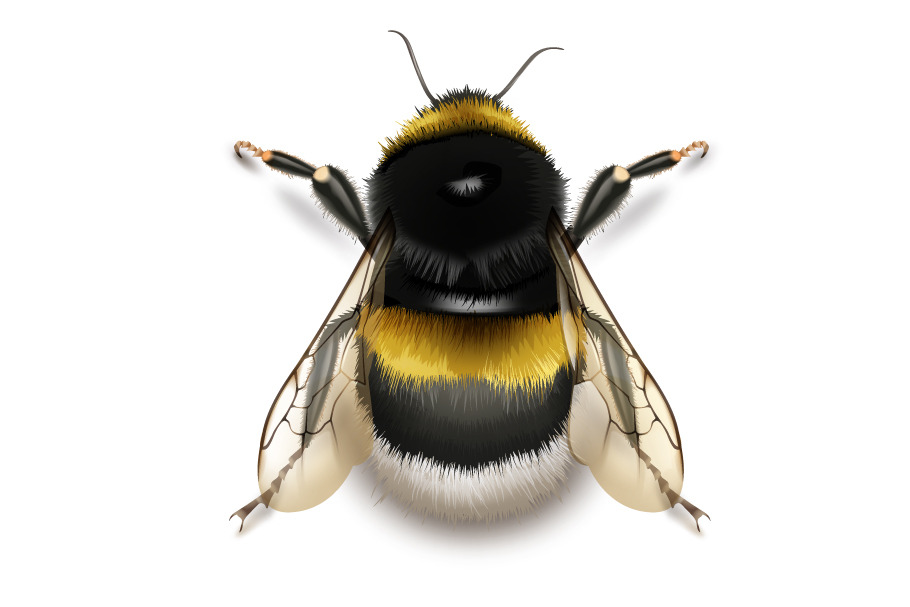 Vector Realistic Bumblebee, an Object Graphic by Zonda