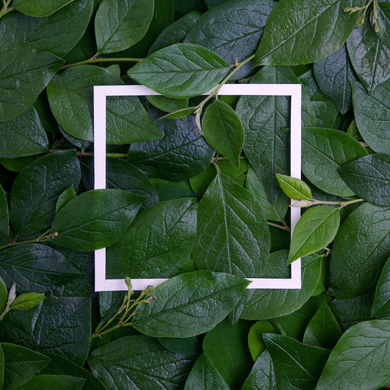 Creative layout made leaves with white paper frame flat lay nature ...