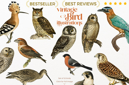 Vintage Animals Vectors, an Animal Illustration by JumboDesign